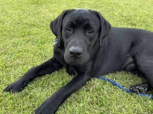 Pedigree KC Registered Black Show Labrador Retriever Puppies in Galston ...