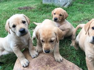 Pedigree KC Registered Labrador Retriever Puppies in Banchory ...