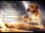 Rhodesian Ridgeback Stud Dogs - Champdogs