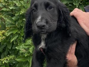 Pedigree KC Registered Black Working Cocker Spaniel Puppies in Wareham ...