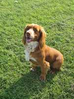 Cocker Spaniel Stud Dogs - Champdogs