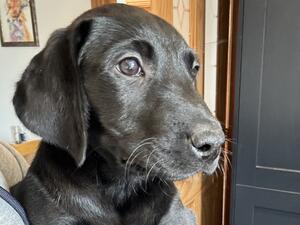 Pedigree KC Registered Black Working Labrador Retriever Puppies in ...