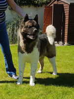 Akita Stud Dogs - Champdogs