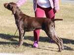 German Shorthaired Pointer Stud Dogs on Champdogs