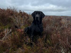 FT Ch Rustler Master