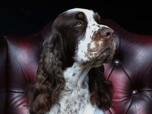 Pedigree KC Registered Black White & Tan Show English Springer Spaniel ...