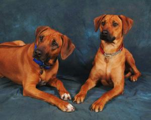 Rhodesian Ridgeback Breeders - Champdogs