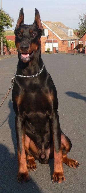 Dobermann Breeders - Champdogs