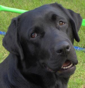 Labrador Retriever Breeders in Scotland - Champdogs