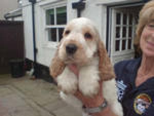 Pedigree KC Registered Cocker Spaniel Puppies in Whitefield, Manchester ...