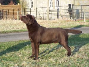 Pedigree KC Registered Labrador Retriever Puppies in Broxburn, West ...