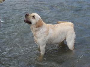 Pedigree KC Registered Show Labrador Retriever Puppies in Broxburn ...