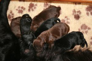 Pedigree KC Registered Flat Coated Retriever Puppies in Ellon ...