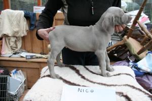 Pedigree KC Registered Weimaraner Puppies in Exbourne, Devon born 11/02/10