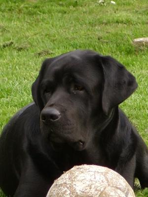 Labrador Retriever Stud Dogs - Champdogs