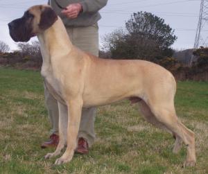 Great Dane Stud Dogs in England - Champdogs