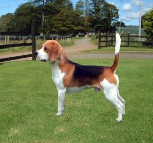 Beagle Stud Dogs - Champdogs